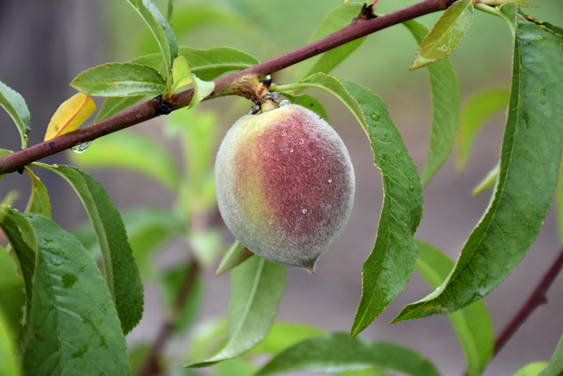 Belle Of Georgia Peach Prunus Persica Belle Of Georgia In Lancaster